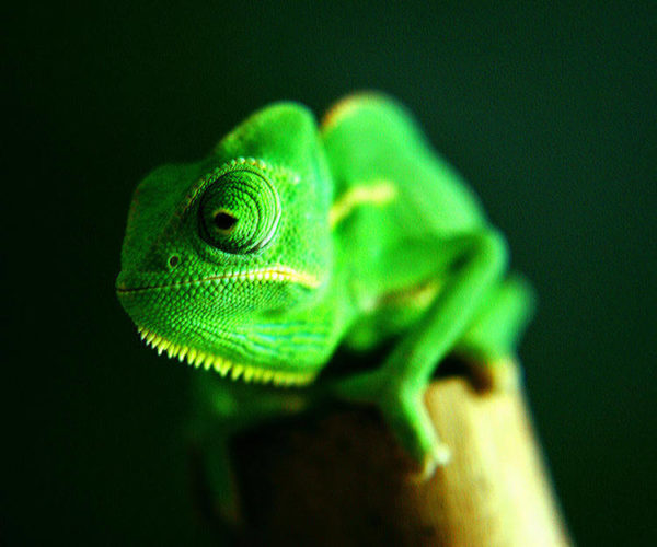 Sürüngenler - Bukalemun Kaplumbağa Geko | evcil hayvan market