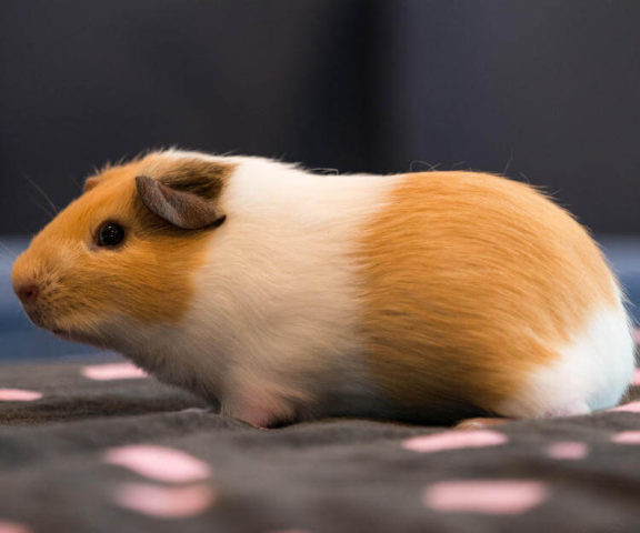 Ginepig Hakkında Bilgi ve Ginepig Türleri | evcil hayvan market