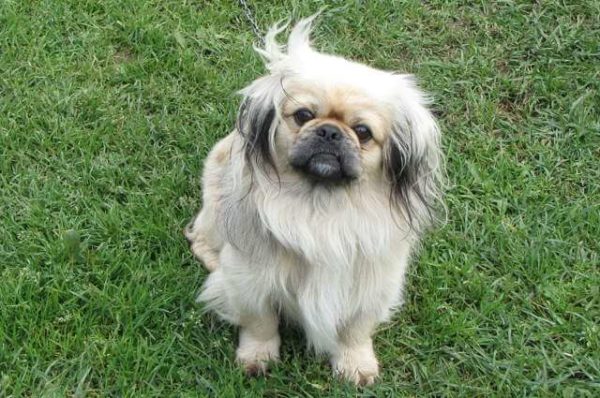 Pekinez Özellikleri, Bakımı ve Beslenmesi | evcil hayvan market