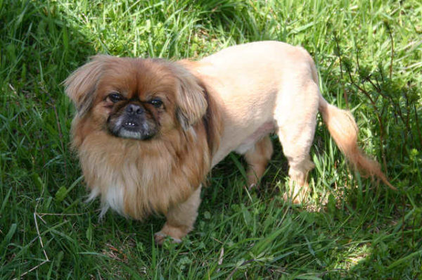 Pekinez Özellikleri, Bakımı ve Beslenmesi | evcil hayvan market
