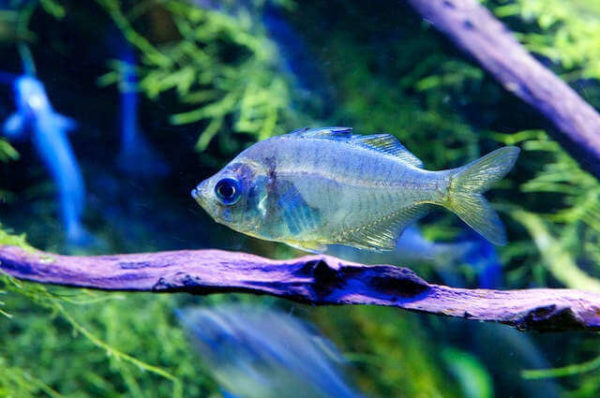 Cam Balığı Özellikleri, Bakımı ve Üretimi Hakkında Bilgi
